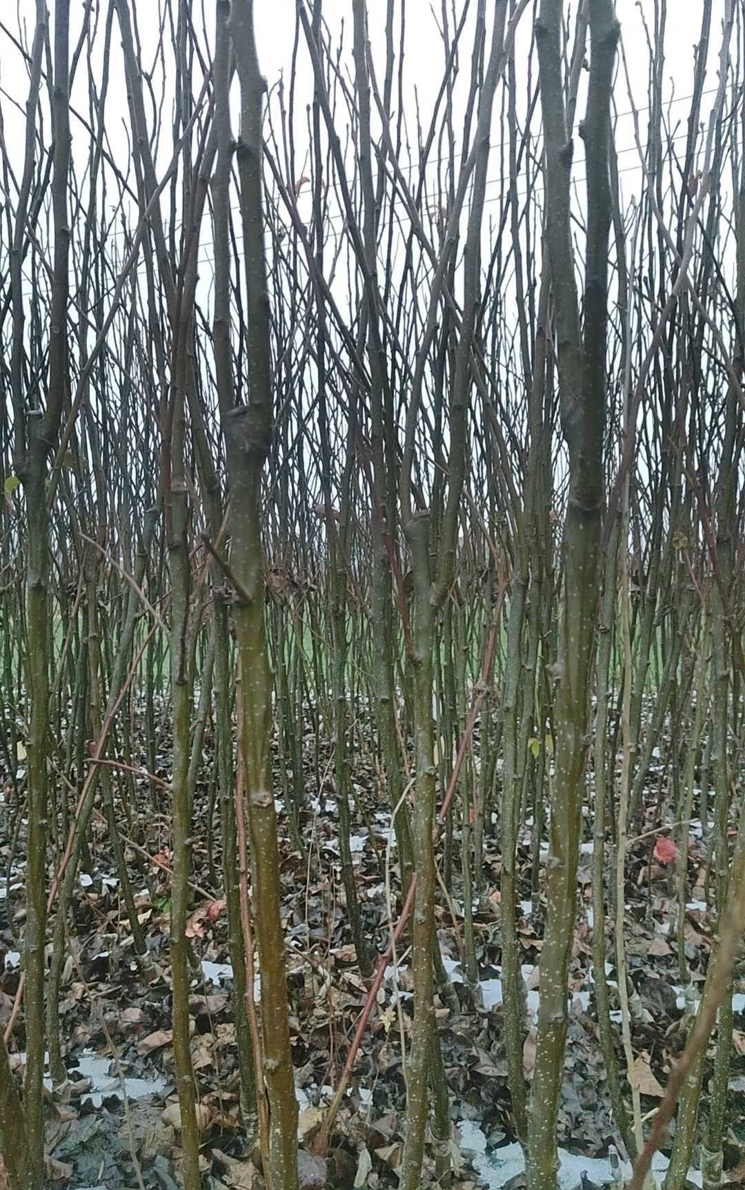 Yali Pear (鸭梨) - Exotic Tree Seller