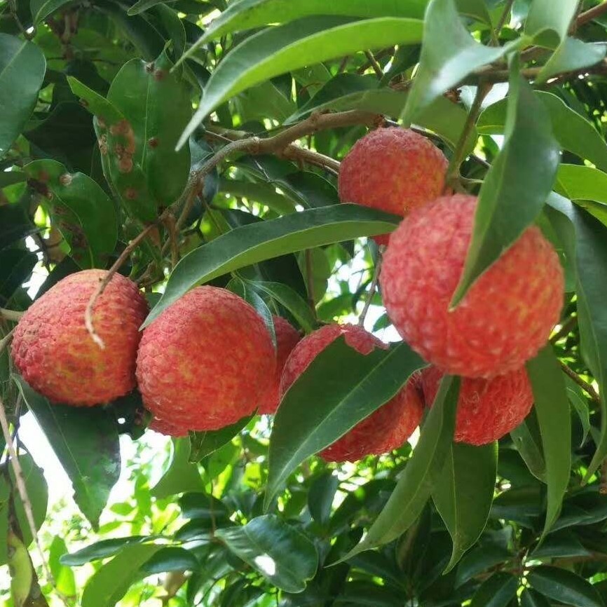 Lychee - Exotic Tree Seller