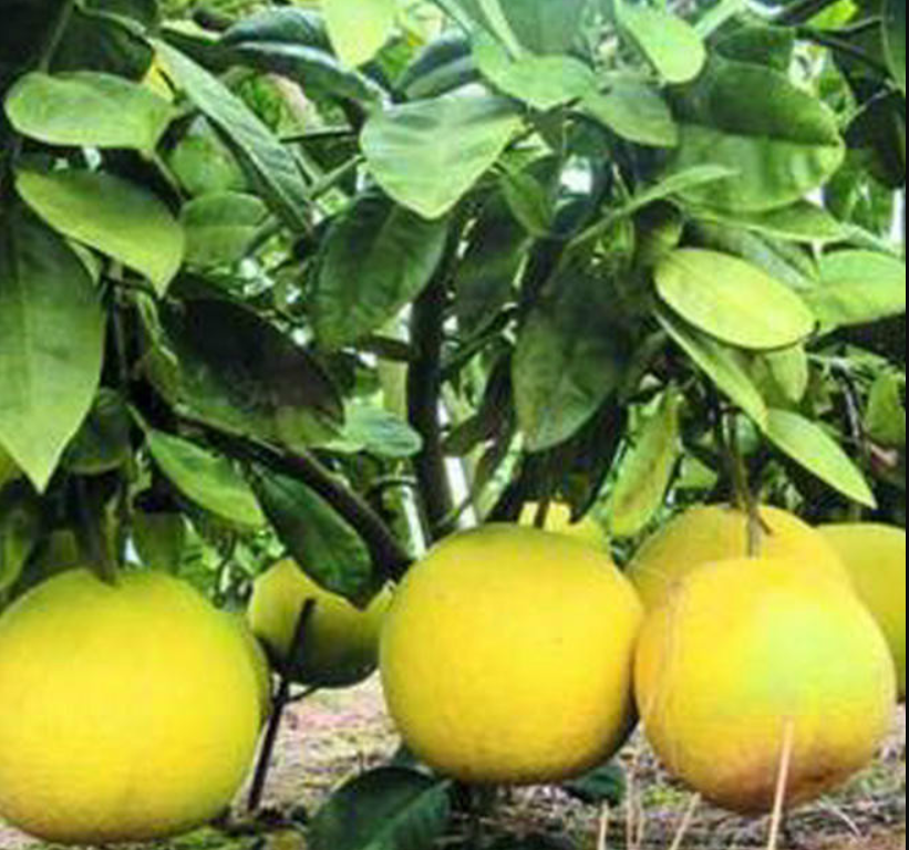 Late Dwarf Pomelo (矮晚柚) - Exotic Tree Seller