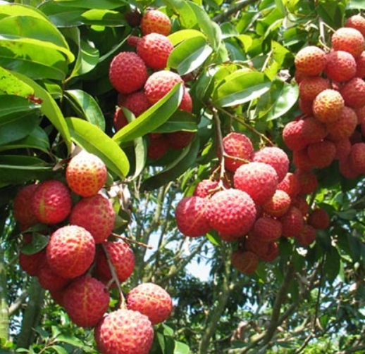 Hong Deng Long Lychee (红灯笼荔枝) - Exotic Tree Seller