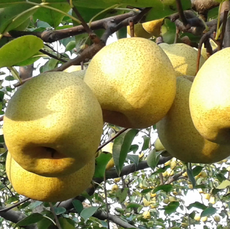 Jinding Xiehua Su Pear (金顶谢花酥梨) - Exotic Tree Seller