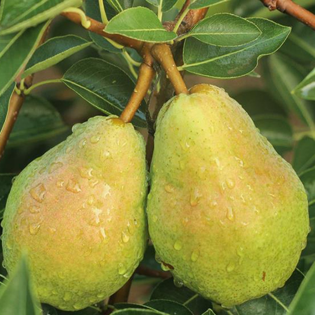 Wujiu Xiang Pear (五九香梨) - Exotic Tree Seller