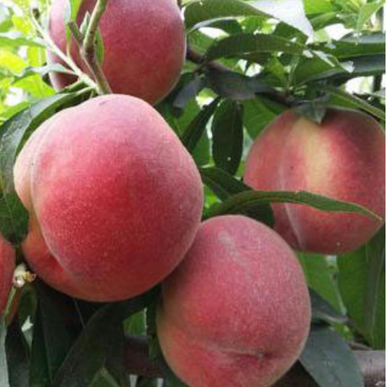 Zhong Tao 9 Peach (中桃9号) - Exotic Tree Seller