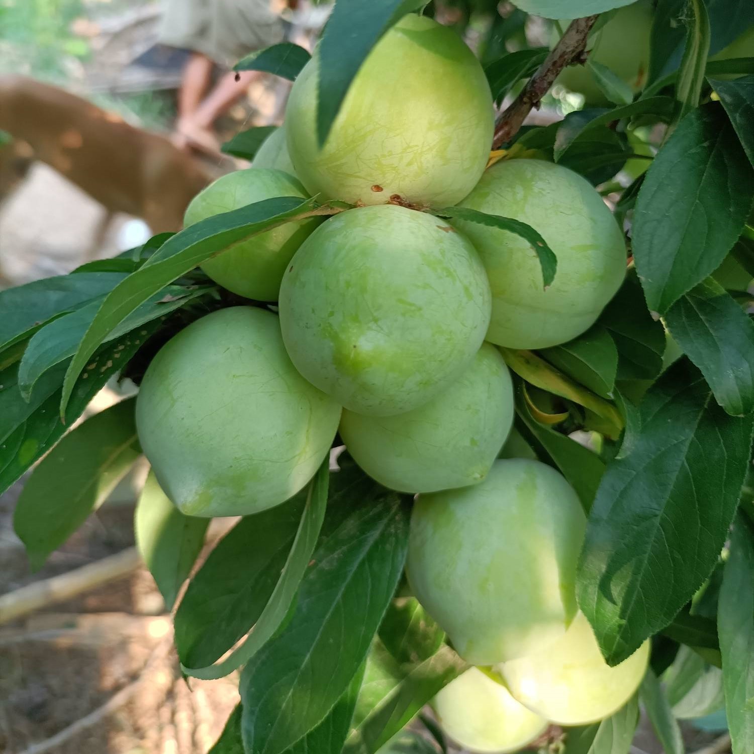 Princess Plum (公主李) - Exotic Tree Seller