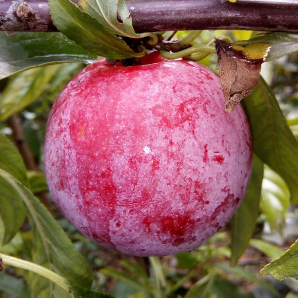 Princess Plum Tree (公主李) - Exotic Tree Seller