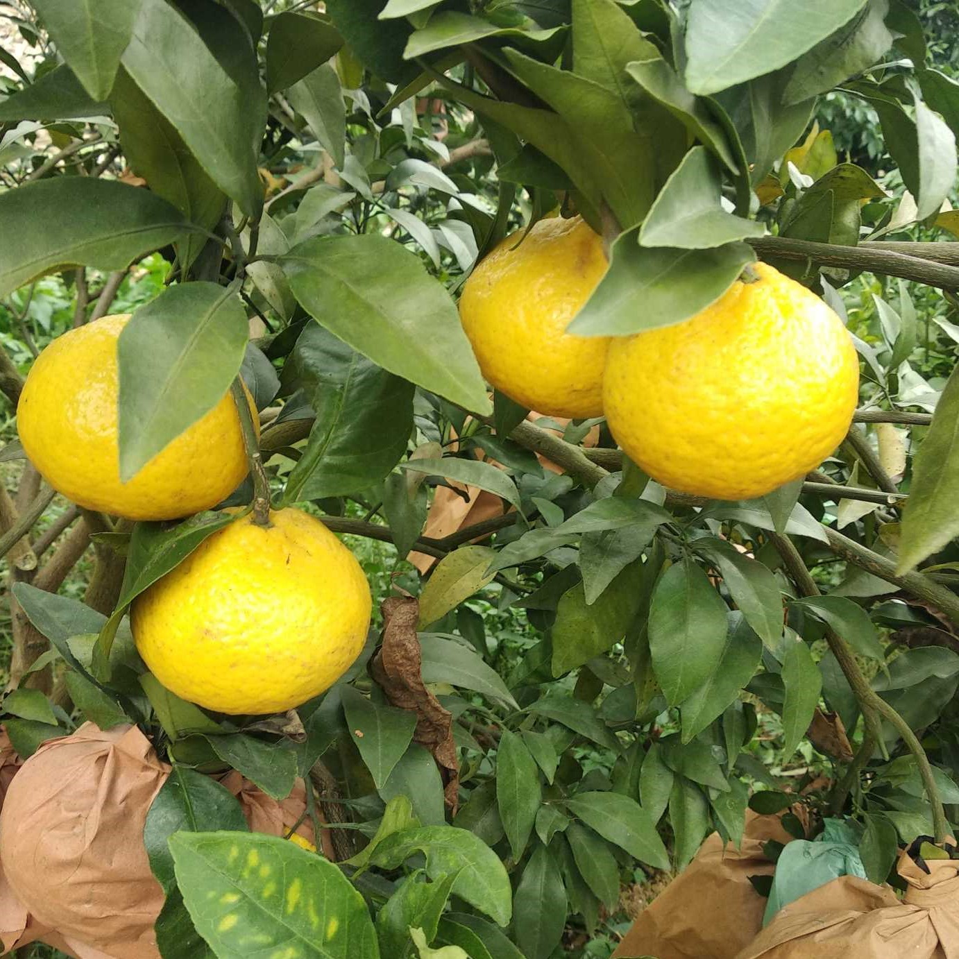 Yuan Xiaochun Mandarin (媛小春, 绿美人柑桔) - Exotic Tree Seller