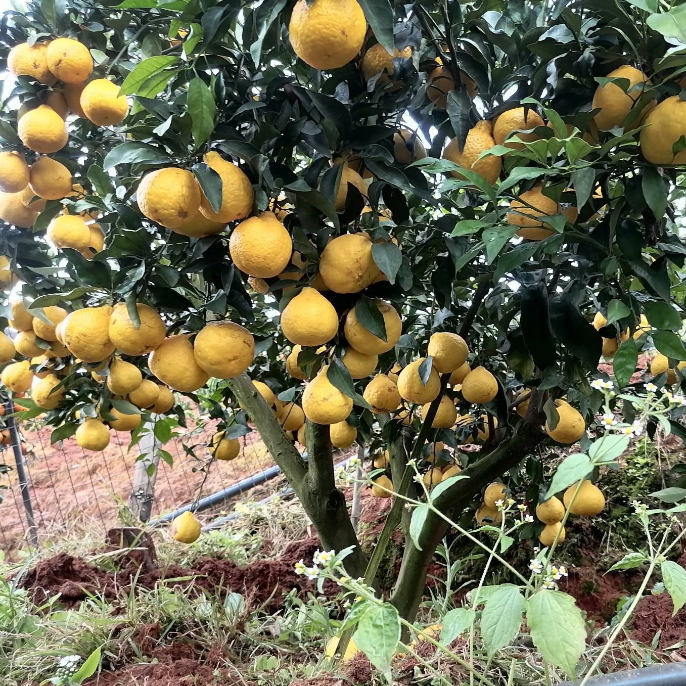 Yuan Xiaochun Mandarin (媛小春, 绿美人柑桔) - Exotic Tree Seller