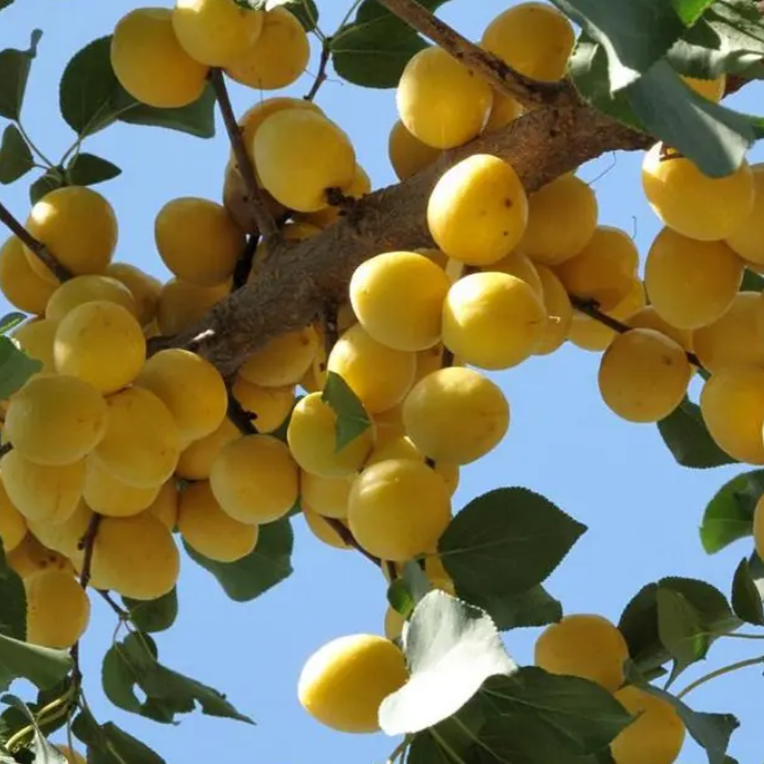 Xiao Bai Apricot Tree (小白杏) - Exotic Tree Seller
