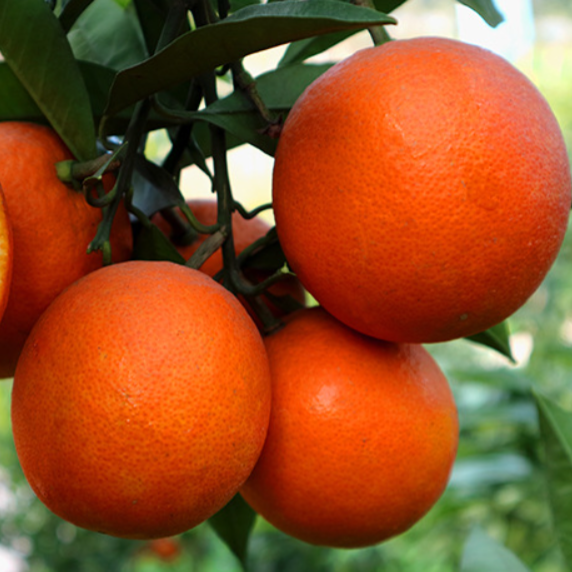 Muso Blood Orange (木索血橙) - Exotic Tree Seller