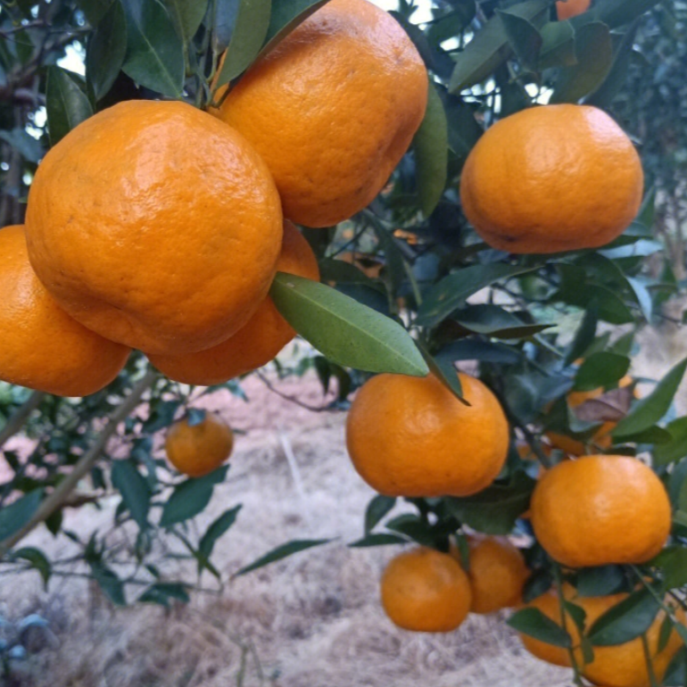 Peng Gan Orange (椪柑) - Exotic Tree Seller