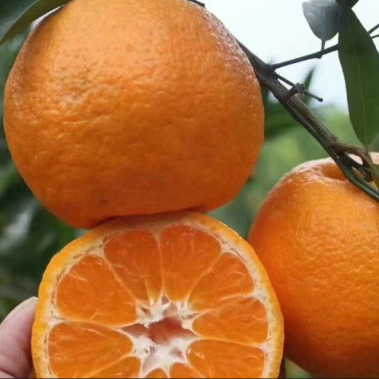 Peng Gan Orange (椪柑) - Exotic Tree Seller