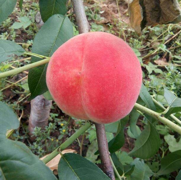 Red-fleshed Mealy Peach (沙瓤红桃) - Exotic Tree Seller