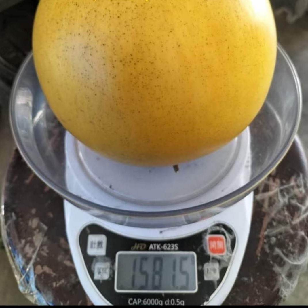 Haoke Abiu (浩克黄晶果) - Exotic Tree Seller