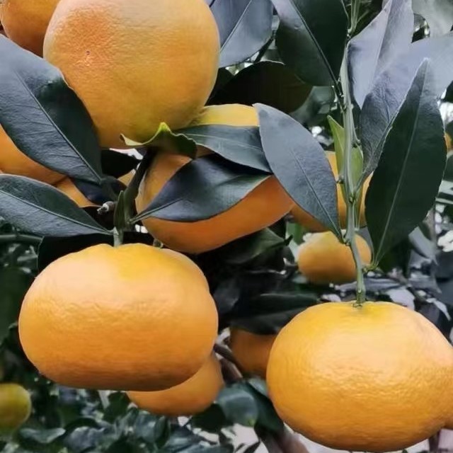 Ehime 46 Orange (爱媛46, 阿蜜达柑桔) - Exotic Tree Seller