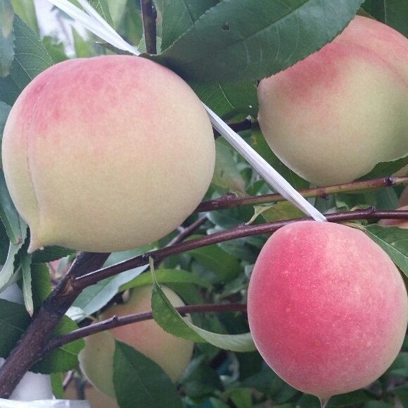 Red-Flower Hawk-Beak Peach Tree (红花鹰嘴桃) - Exotic Tree Seller
