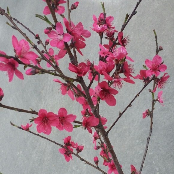 Red-Flower Hawk-Beak Peach Tree (红花鹰嘴桃) - Exotic Tree Seller