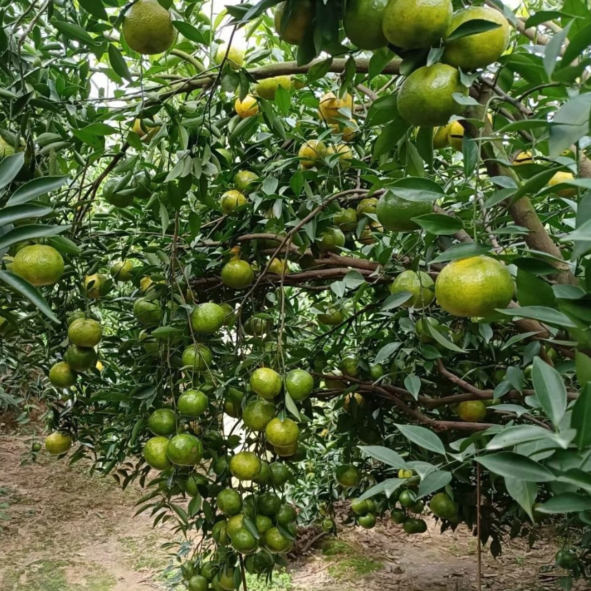 Chazhi Tangerine (茶枝柑) - Exotic Tree Seller