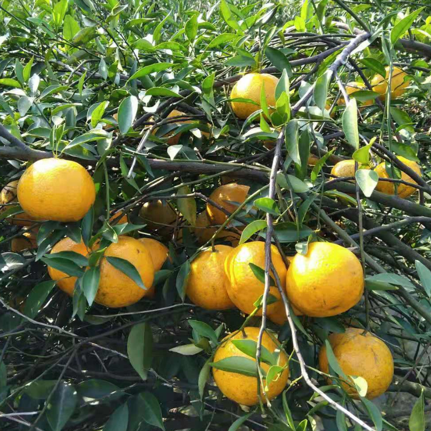 Chazhi Tangerine (茶枝柑) - Exotic Tree Seller