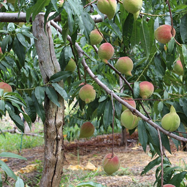Red-Flower Hawk-Beak Peach Tree (红花鹰嘴桃) - Exotic Tree Seller