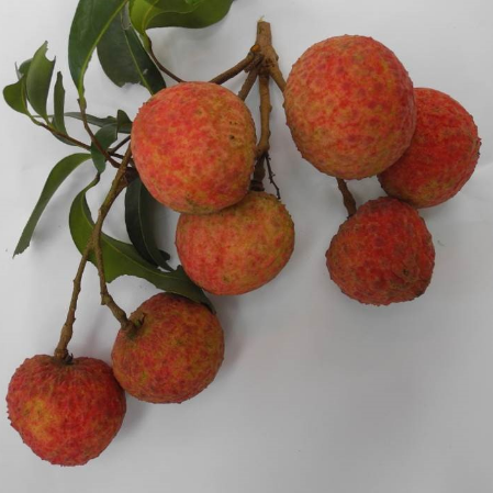 Tang Xia Red Lychee (唐夏红荔枝) - Exotic Tree Seller
