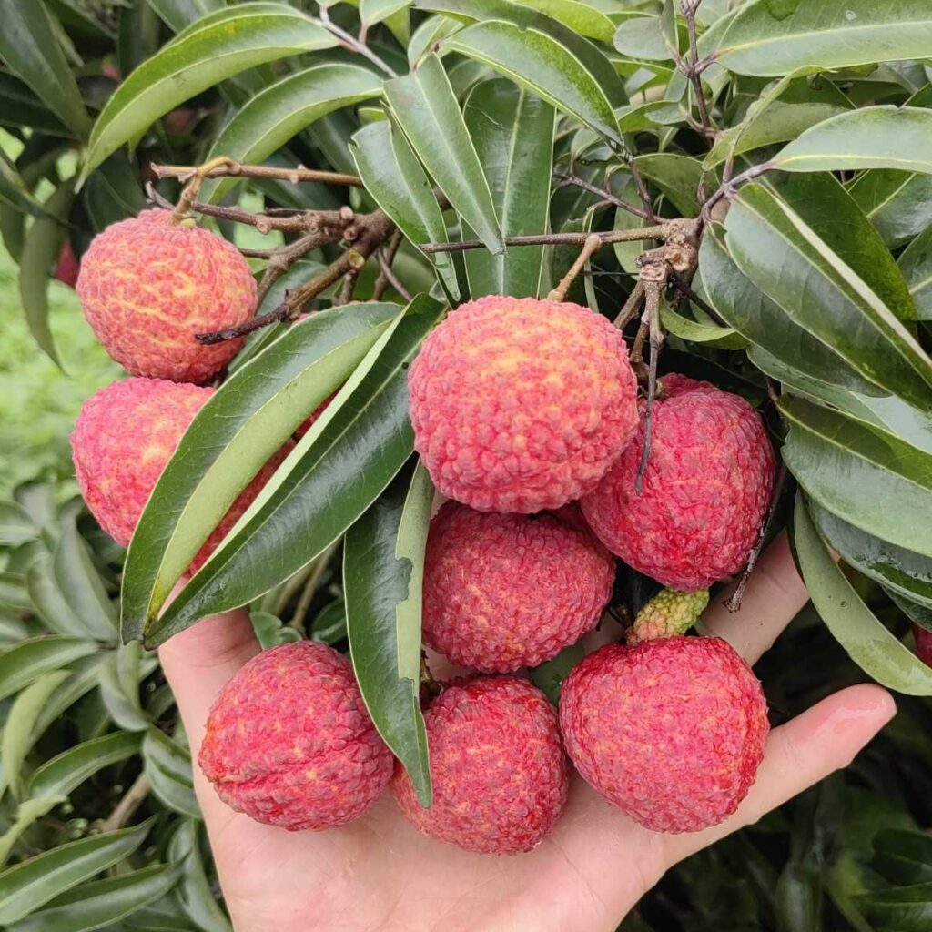 Lychee - Exotic Tree Seller