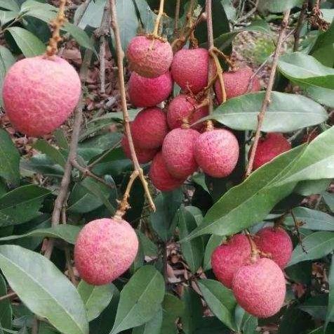 Gui Zao Lychee (桂早荔枝) - Exotic Tree Seller
