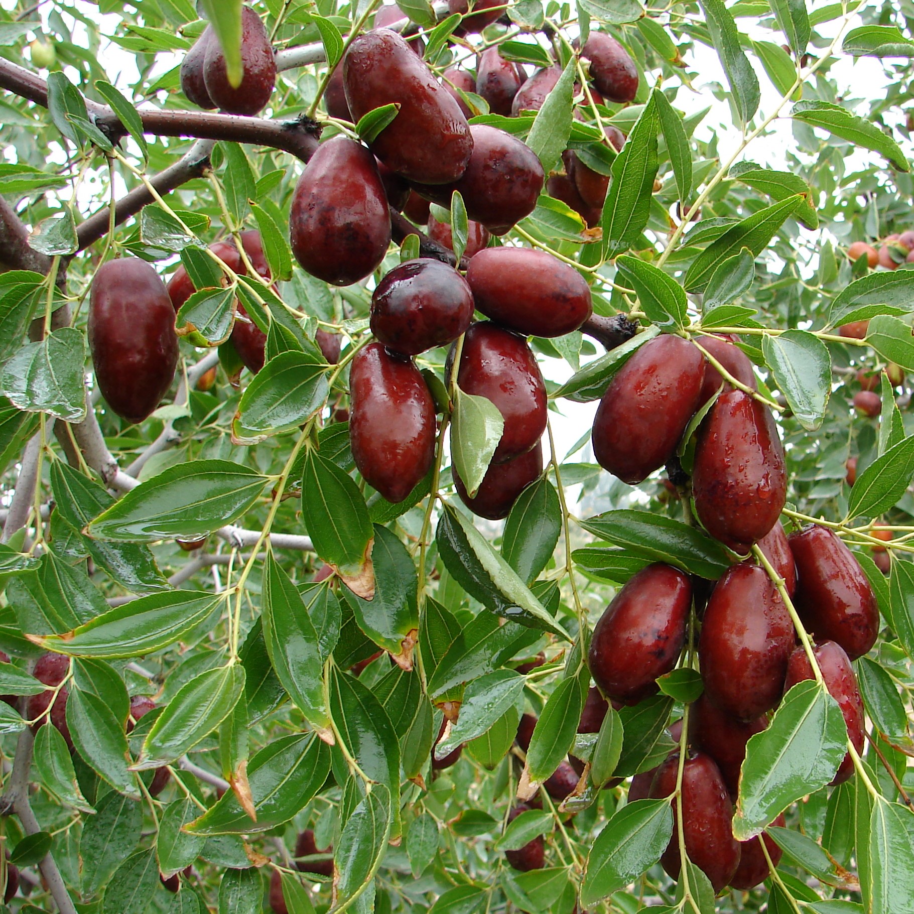 Lingwu Long Jujube (灵武长枣) - Exotic Tree Seller