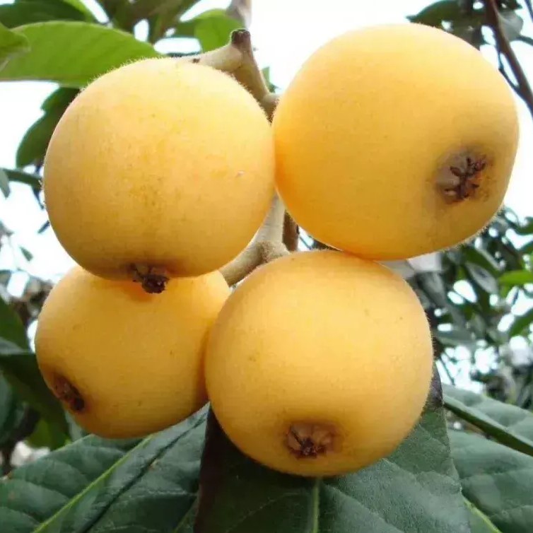 Ninghai White Loquat Tree (宁海白枇杷) - Exotic Tree Seller