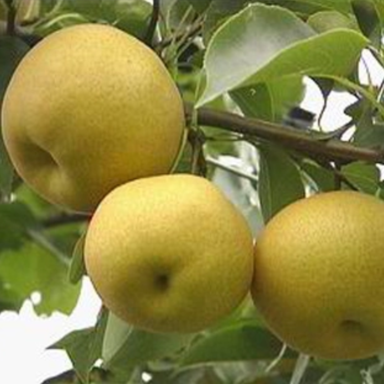 Atago Pear (爱宕梨 晚秋黄梨) - Exotic Tree Seller