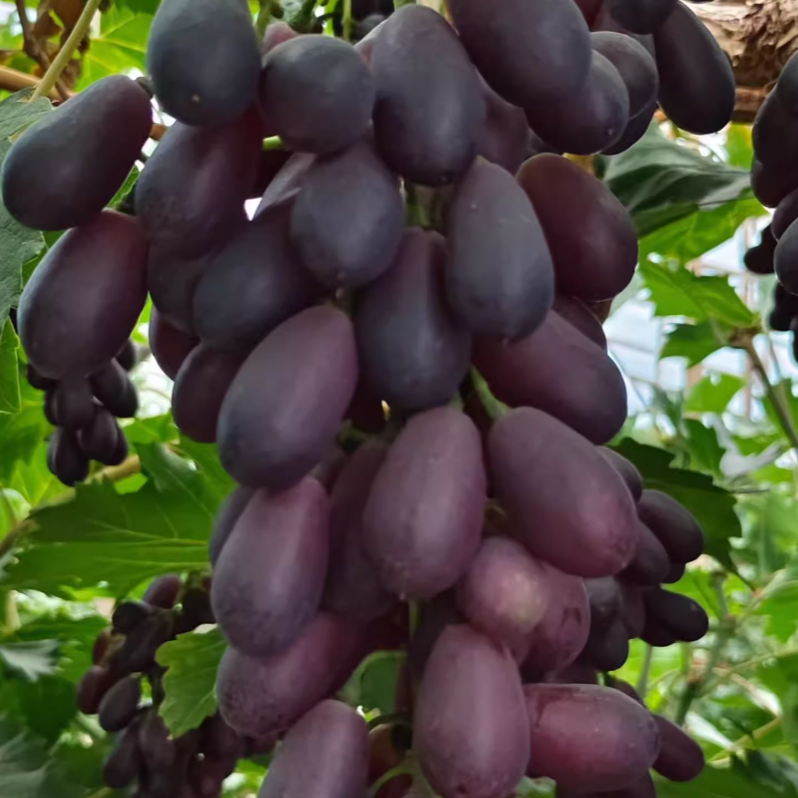 Seedless Purple Crisp Grape (紫脆无核葡萄) - Exotic Tree Seller