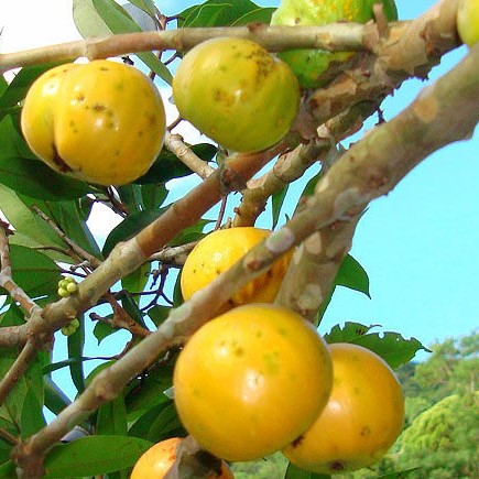 Cambucá Jaboticaba (肯布卡嘉宝果) - Exotic Tree Seller