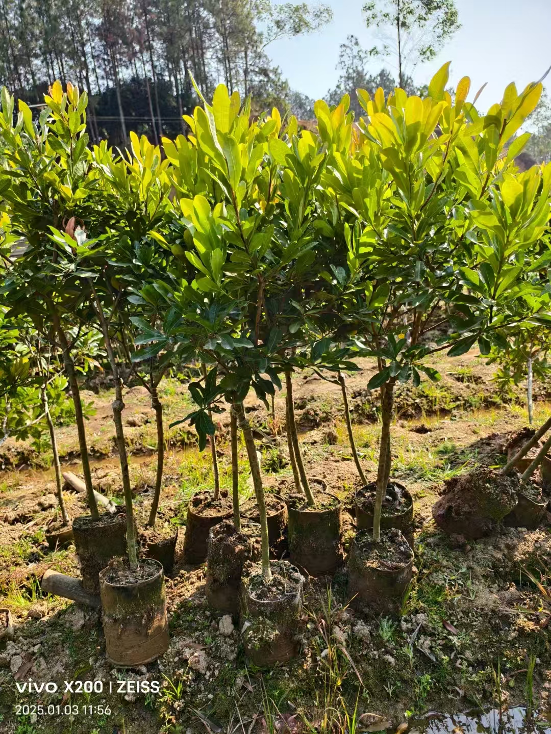 Male Yangmei Tree (Mid Season 中熟杨梅公树) - Exotic Tree Seller