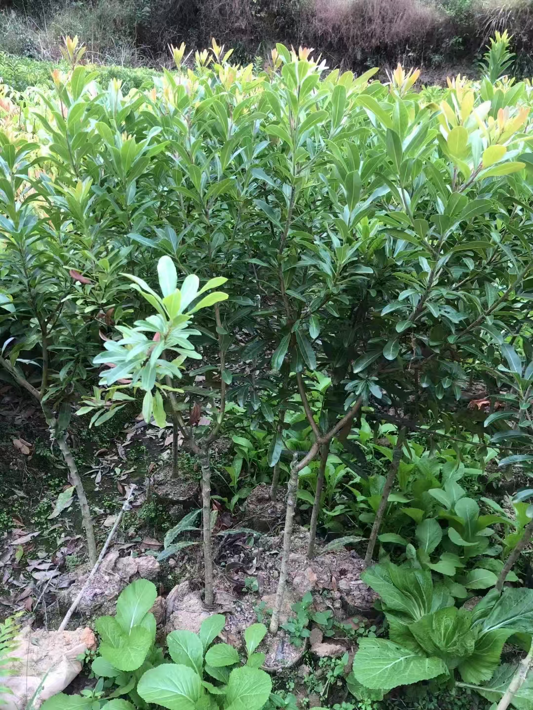 Male Yangmei Tree (Early Season, 早熟杨梅公树) - Exotic Tree Seller