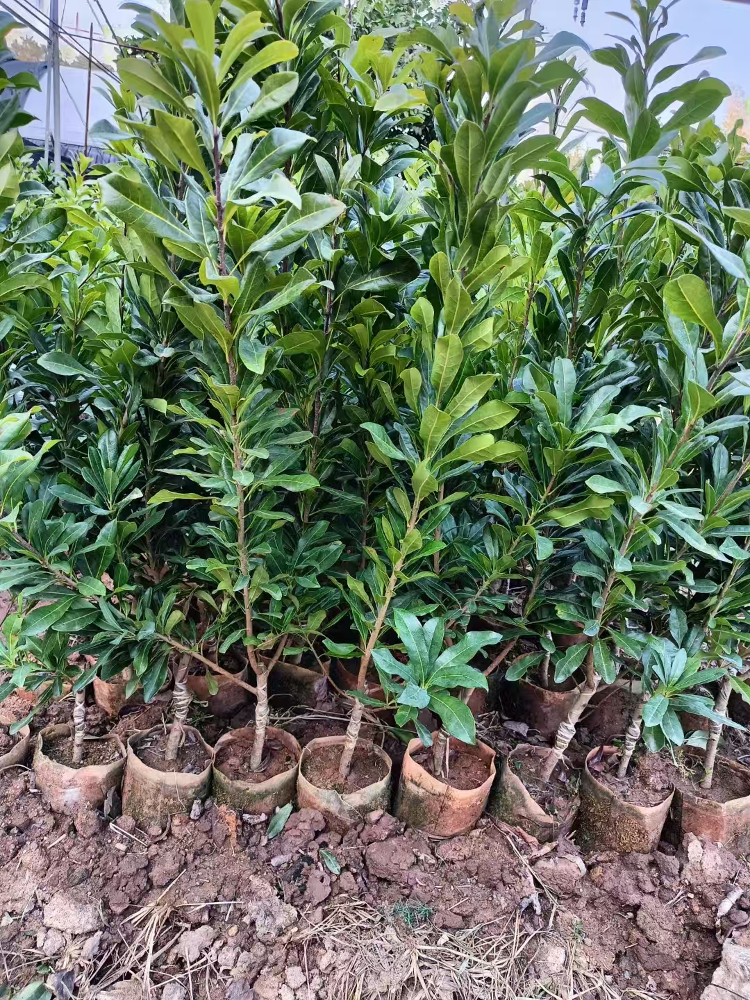 Male Yangmei Tree (Late Season 晚熟杨梅公树) - Exotic Tree Seller