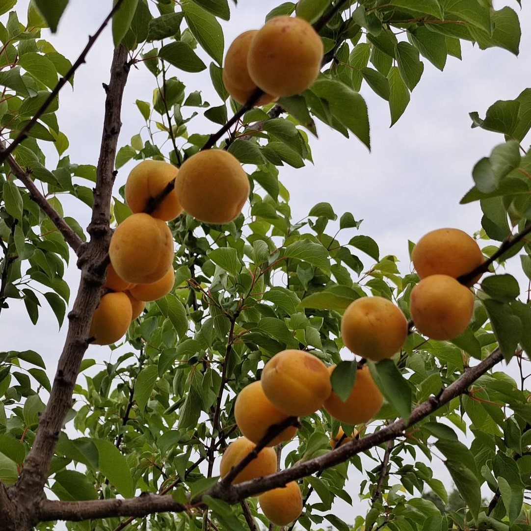 Early Golden Apricot Tree (早金艳杏) - Exotic Tree Seller