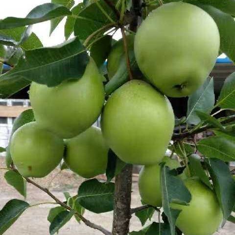 Early Golden Crispy Pear (早金酥梨) - Exotic Tree Seller