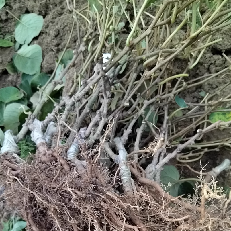 Mi Liang No. 1 Kiwi (米良1号猕猴桃) - Exotic Tree Seller