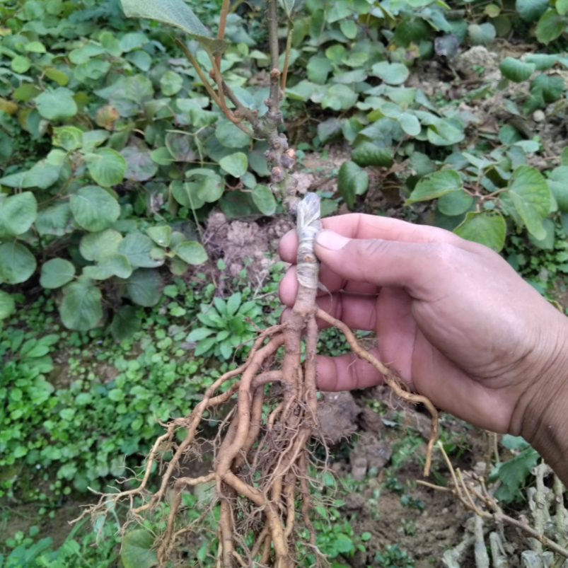 Mi Liang No. 1 Kiwi (米良1号猕猴桃) - Exotic Tree Seller
