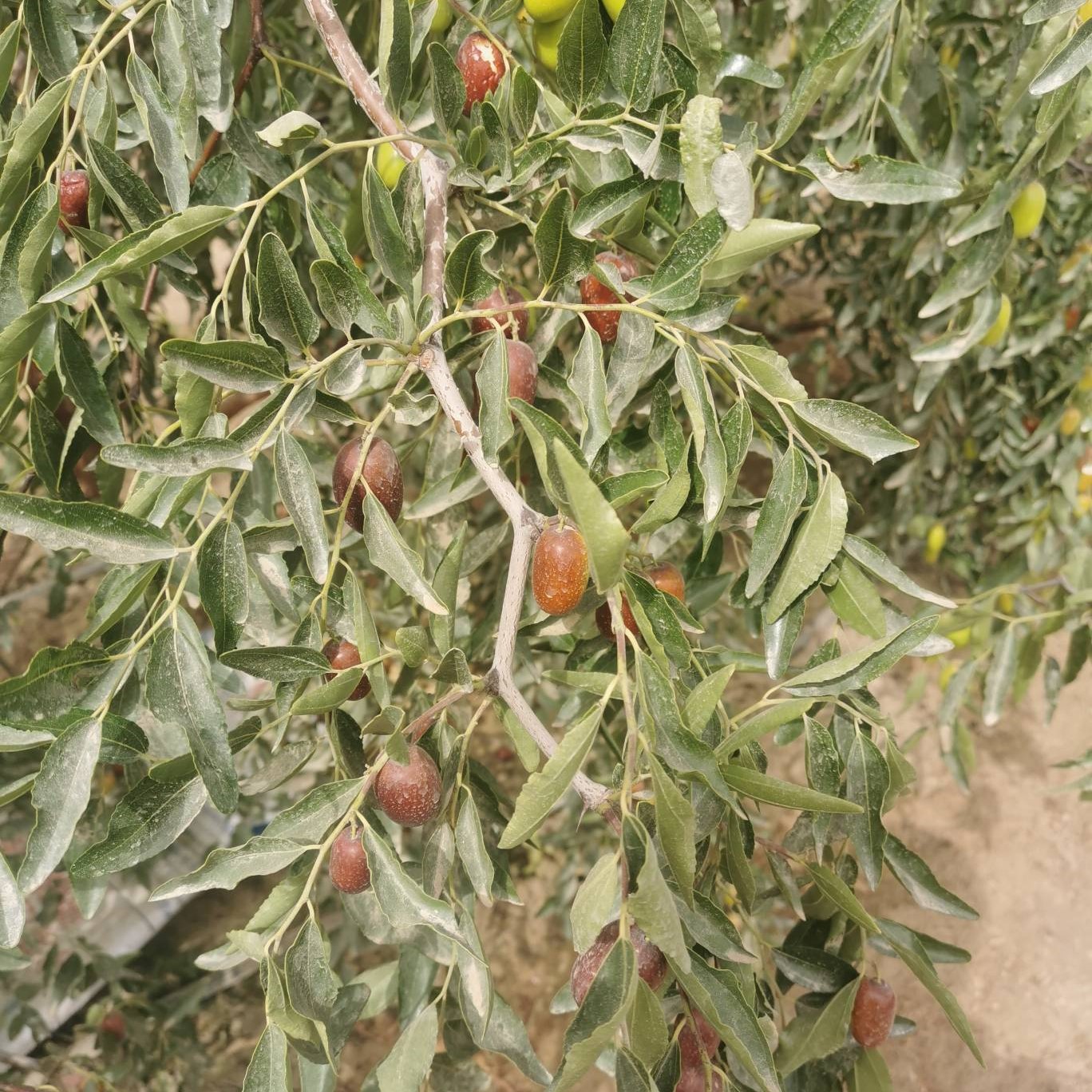 Gray Jujube (灰枣) - Exotic Tree Seller