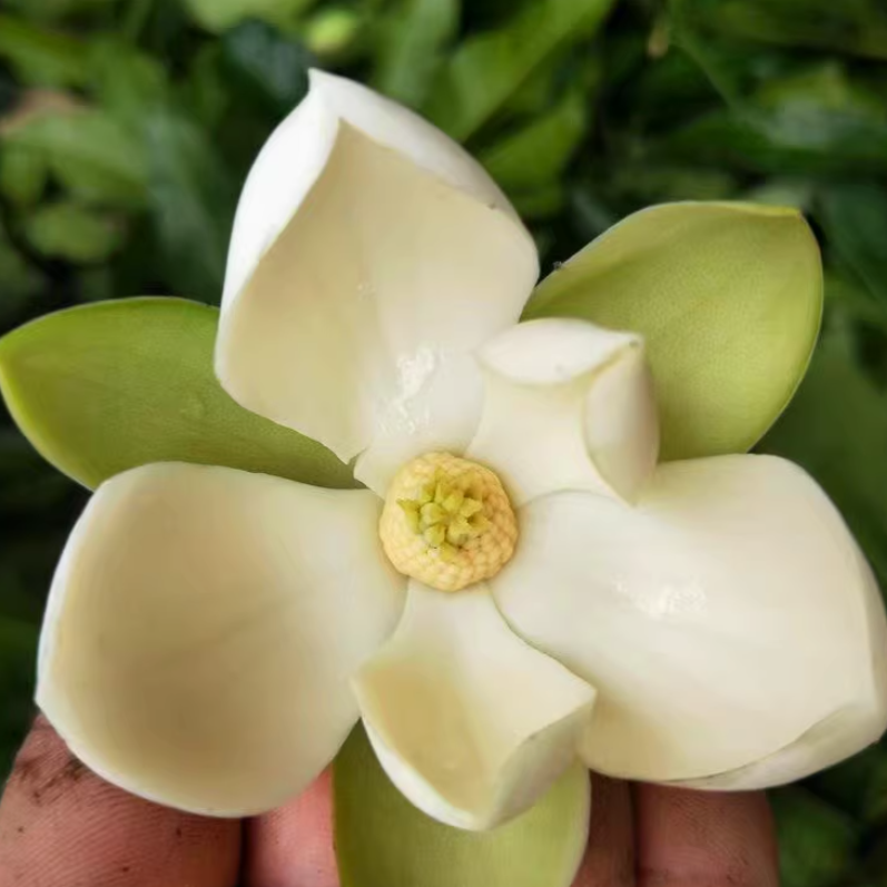 Magnolia coco (Lour.) DC. (夜香木兰) - Exotic Tree Seller