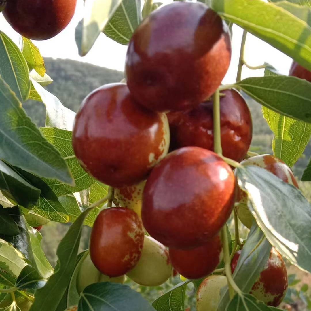 Golden Thread King Jujube Tree (金丝王枣) - Exotic Tree Seller